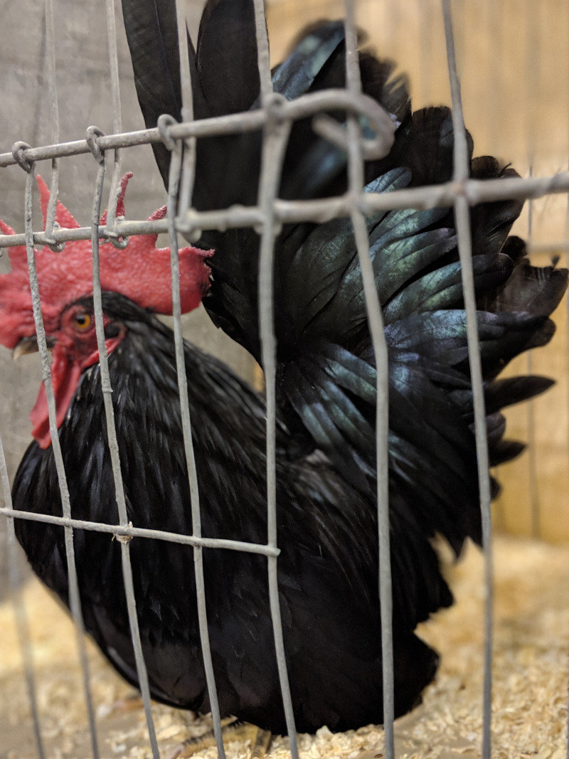 Breeding Japanese bantams.