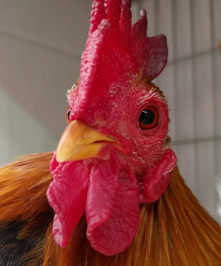 Breeding Japanese bantams.