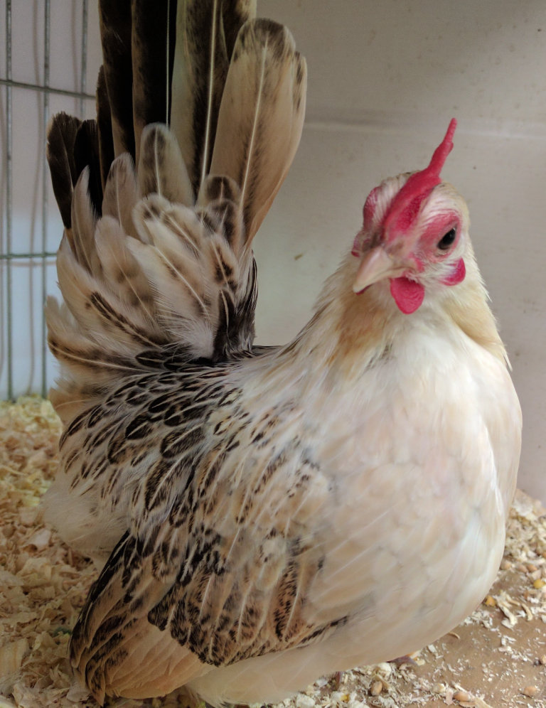 The genetics of the Japanese bantam.
