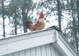 Can Japanese bantams fly?