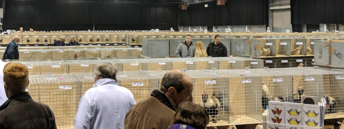 How do you show chickens?