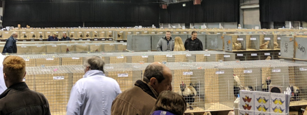 How do you show chickens?