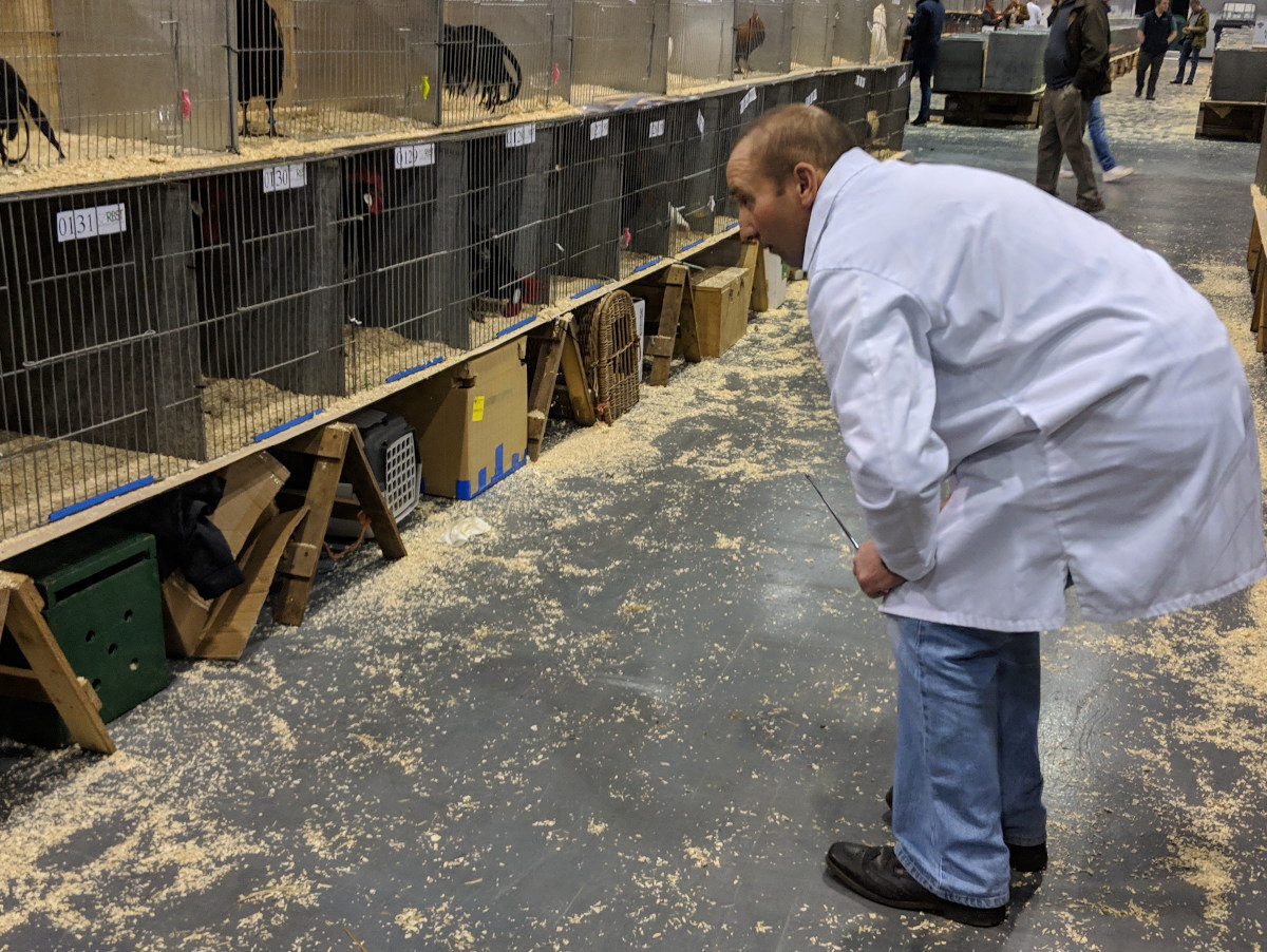 What do judges look for in show chickens?