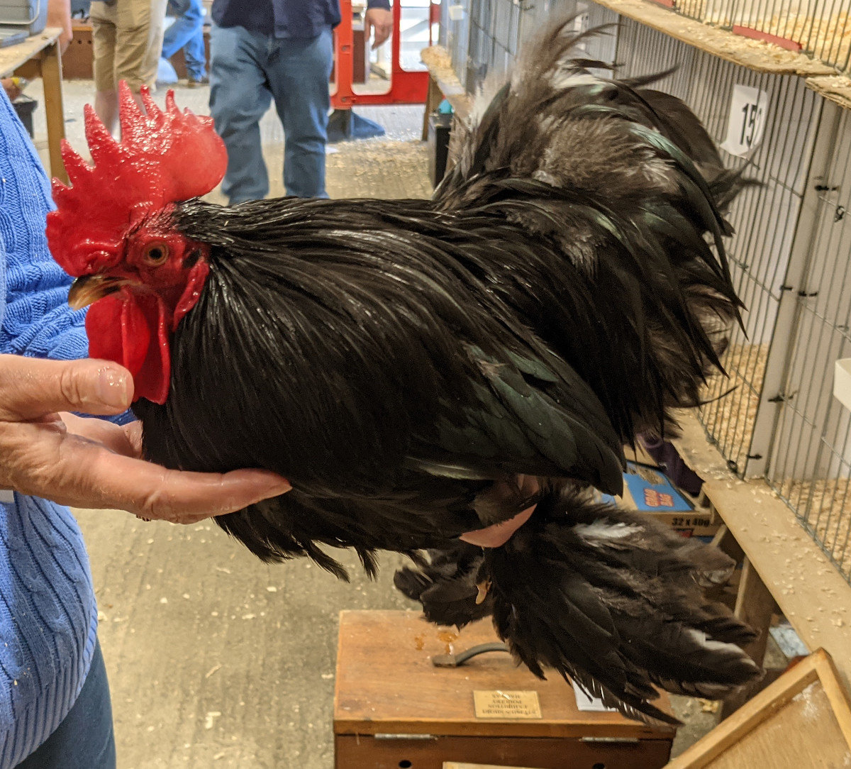 How to prepare a bird for show.