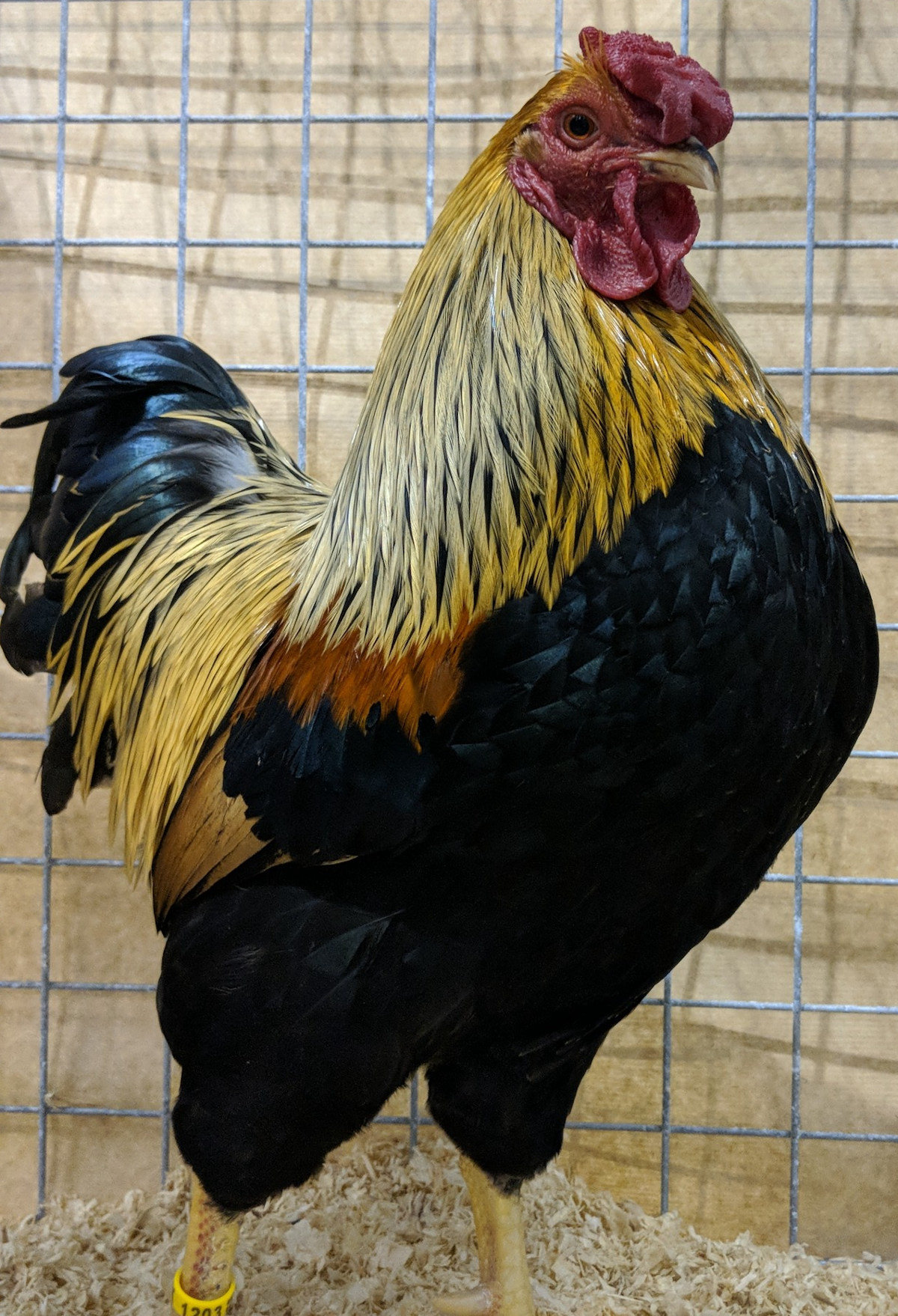 How to prepare a bird for show.