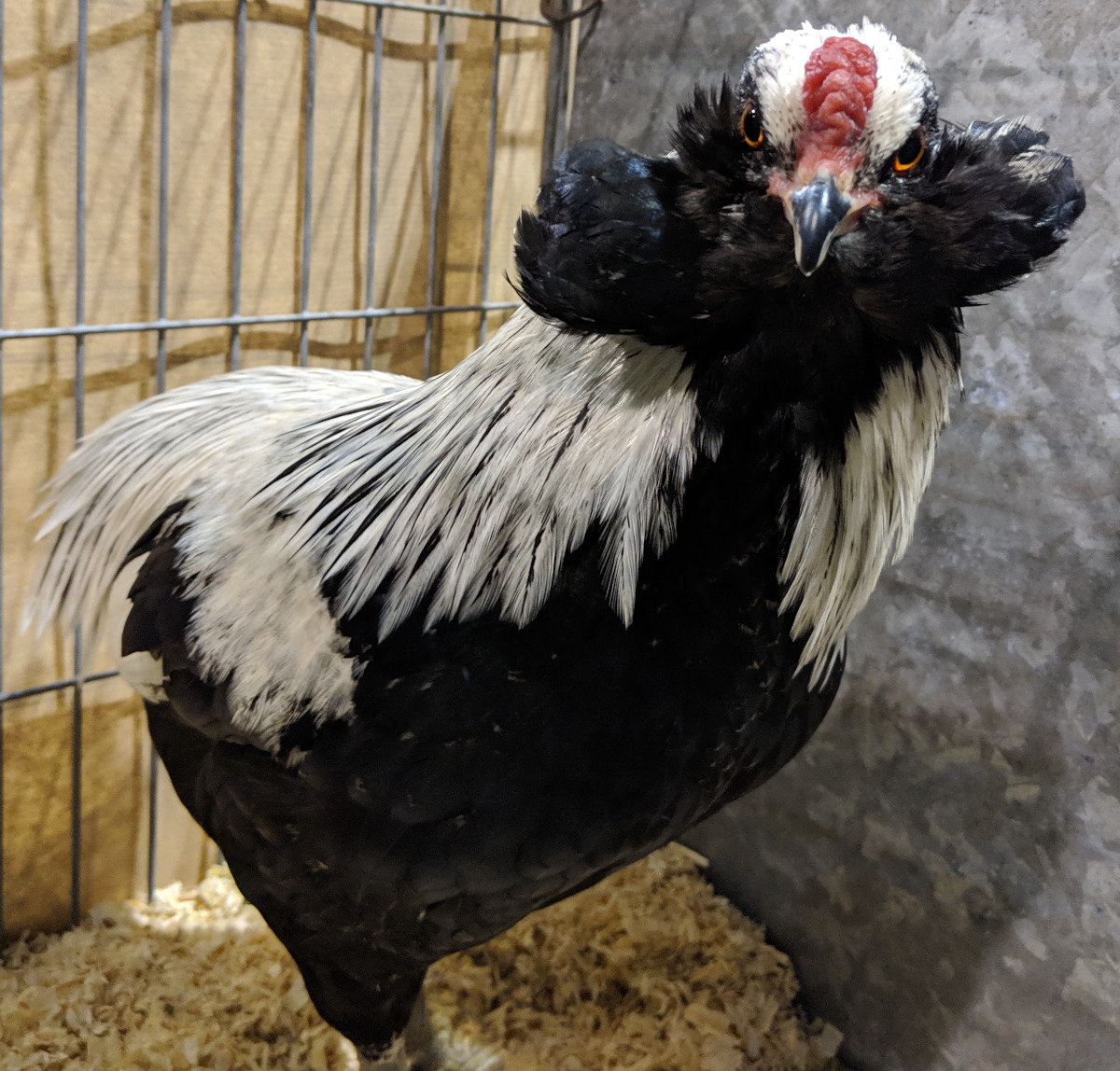 How to choose show chickens and what to look for.
