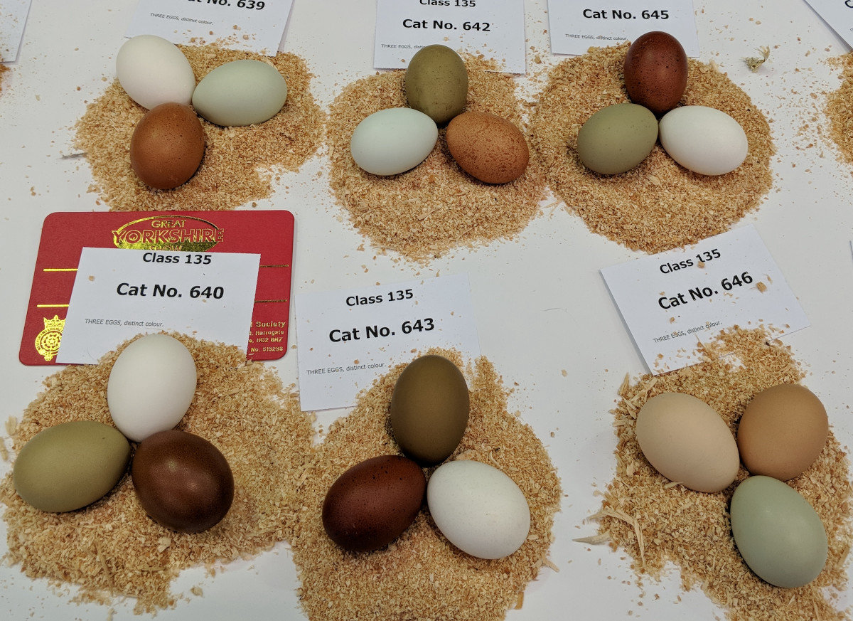 Showing eggs. How to produce, select and display exhibition quality eggs.