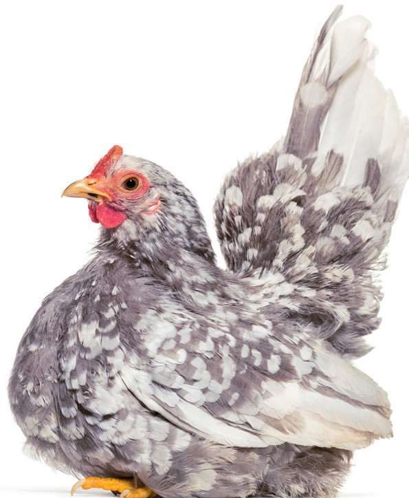 Types, colours and varieties of Japanese bantams