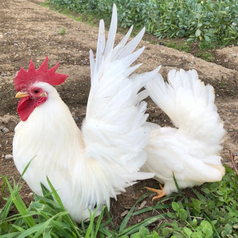 Types, colours and varieties of Japanese bantams