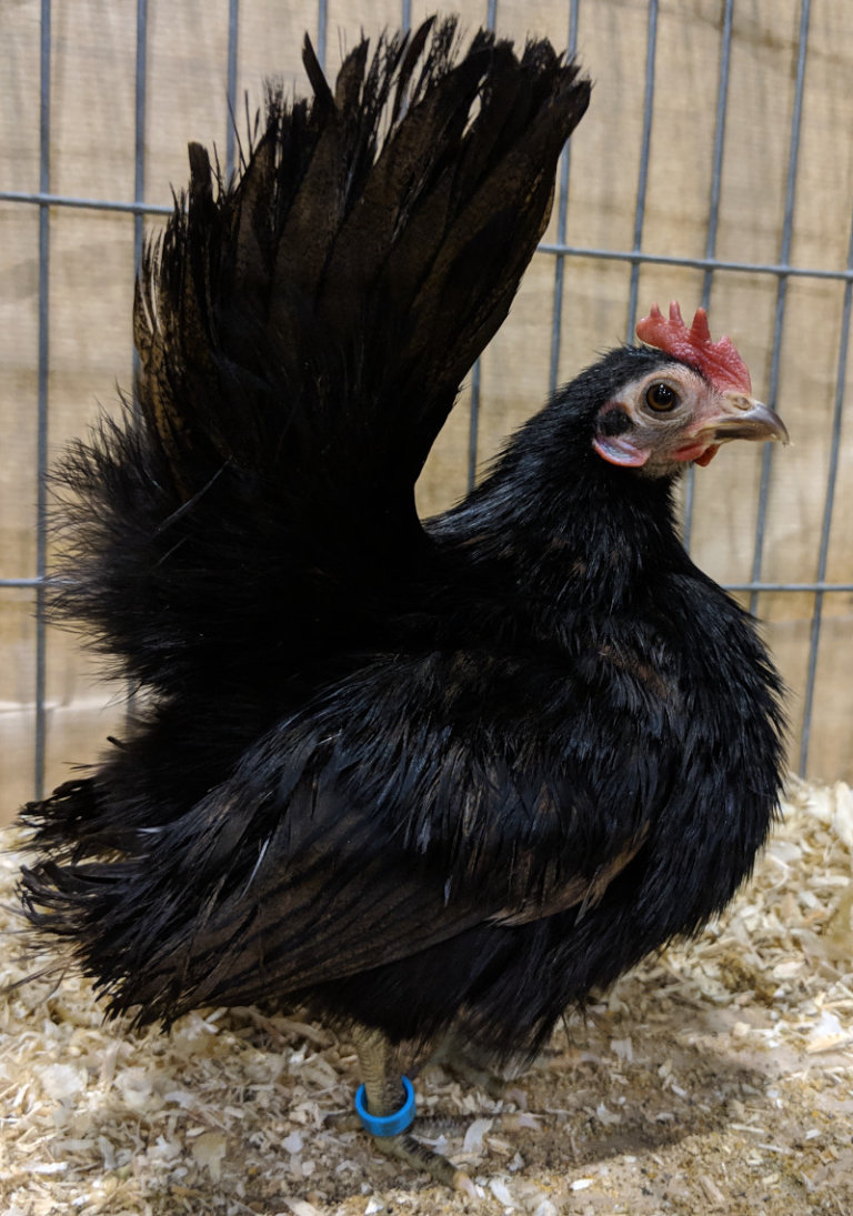Types, colours and varieties of Japanese bantams