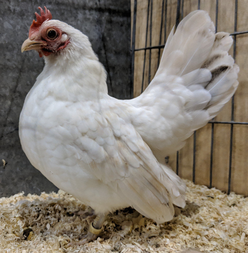 Types, colours and varieties of Japanese bantams