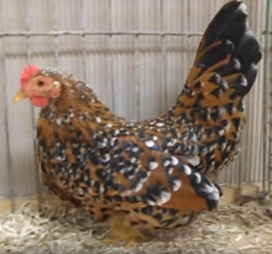 Types, colours and varieties of Japanese bantams