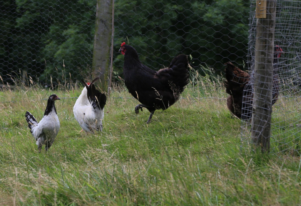 Are Japanese bantams right for you. The pros and cons.