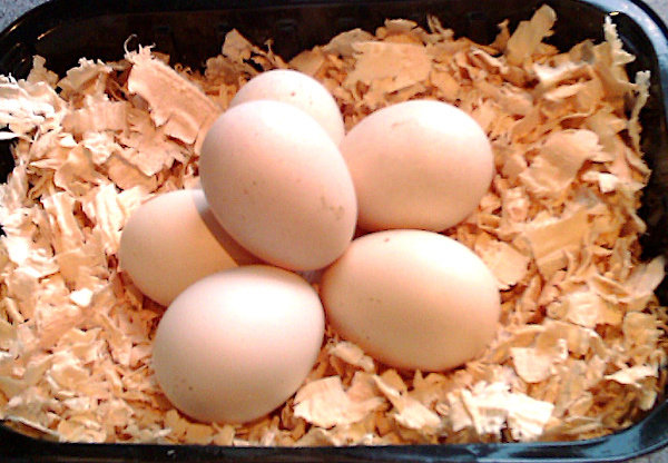 Japanese bantam eggs. A Complete Guide.